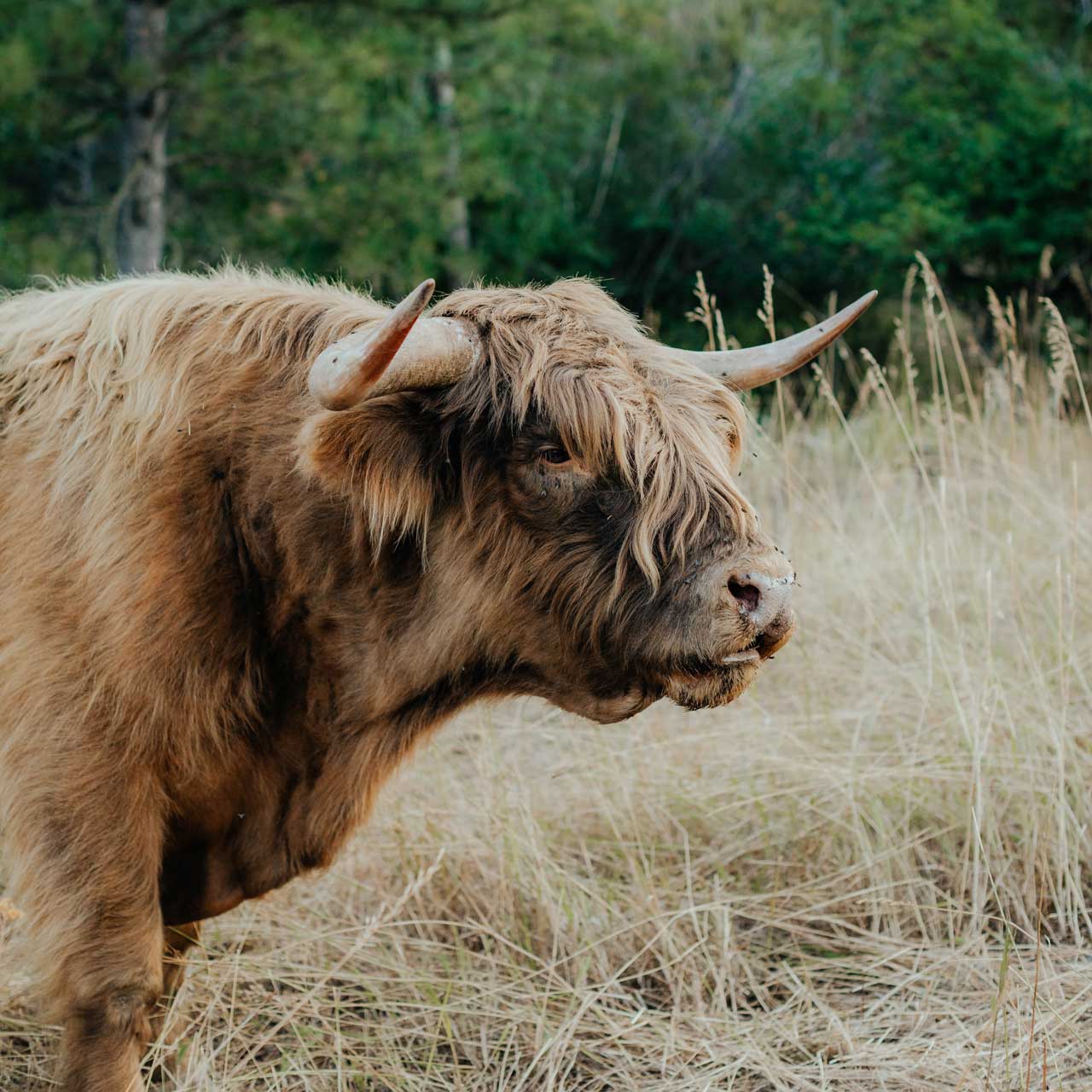 Spring 2025 Live Auction Animals – Old Souls Farm & Market