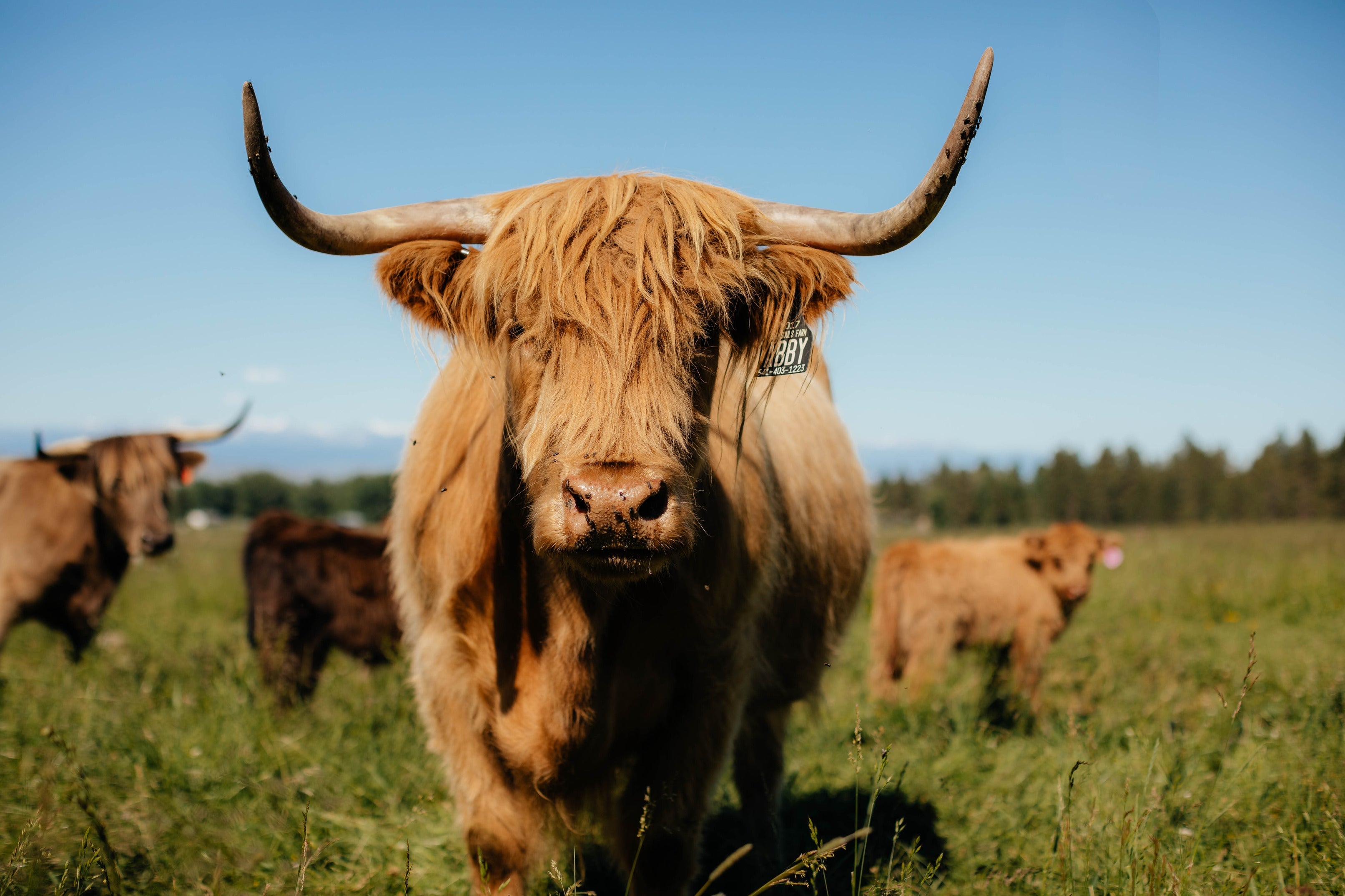 Past Auction Animals – Old Souls Farm & Market