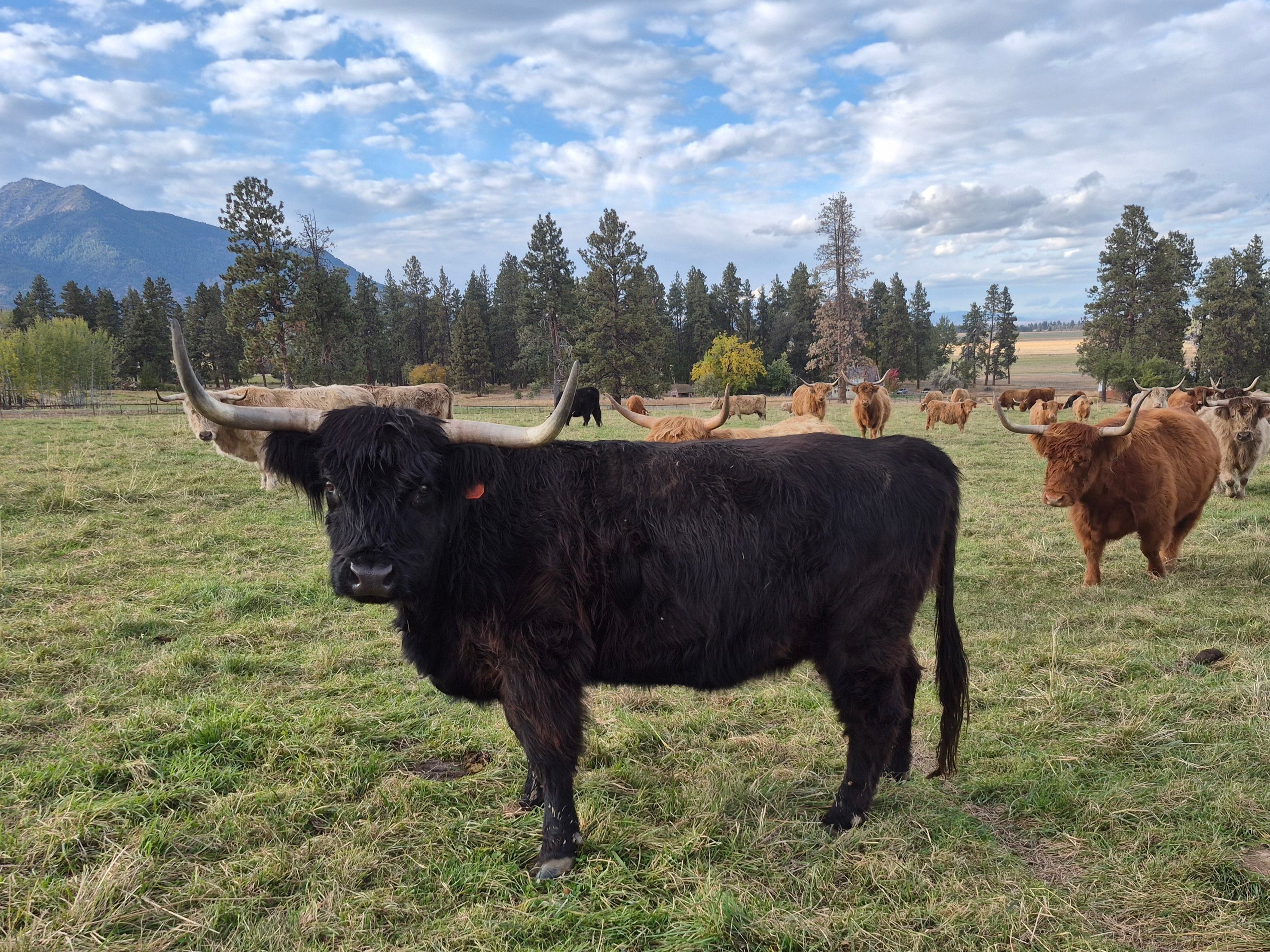 Elgin – Old Souls Farm & Market