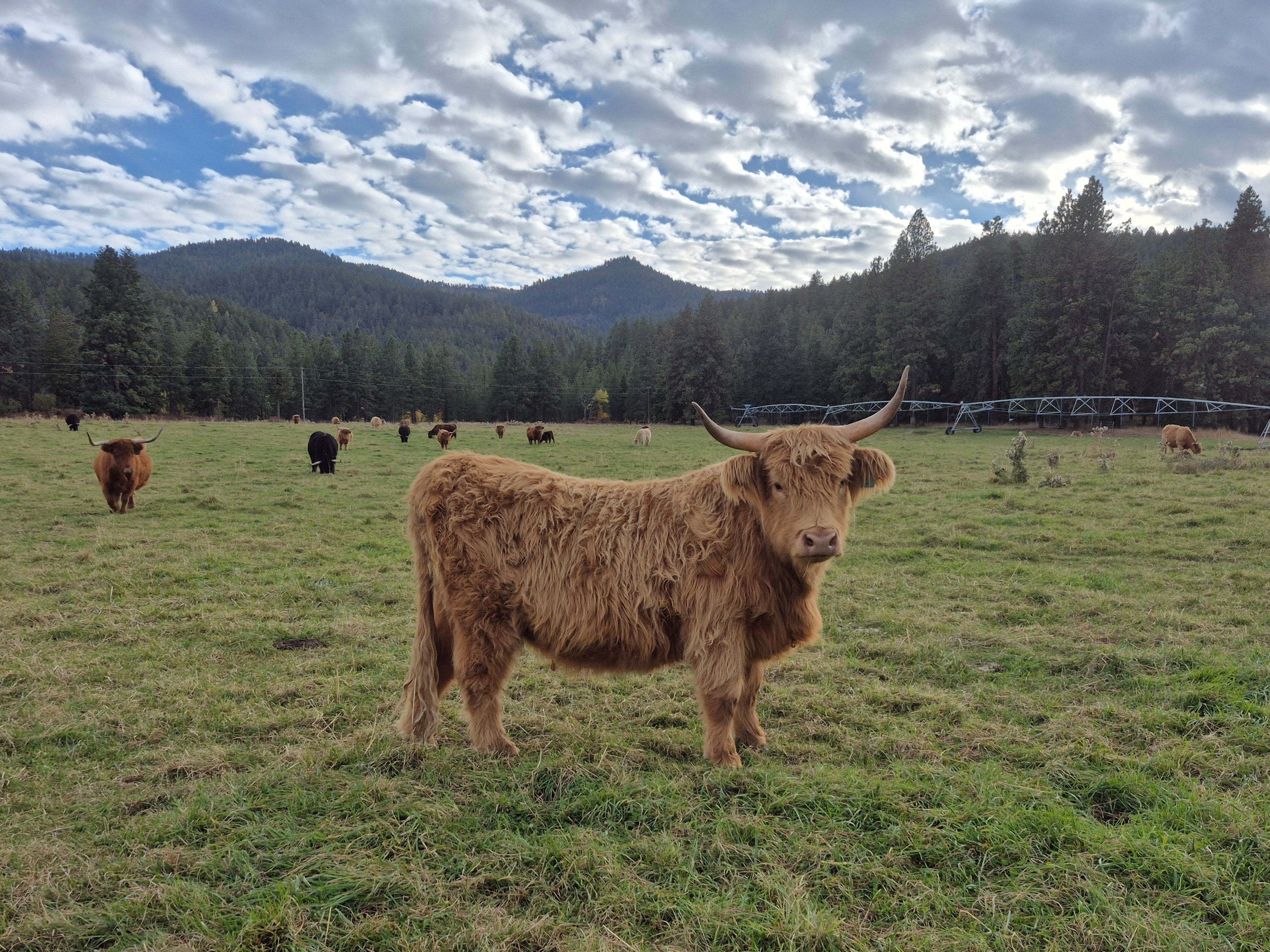OSF Ida – Old Souls Farm & Market