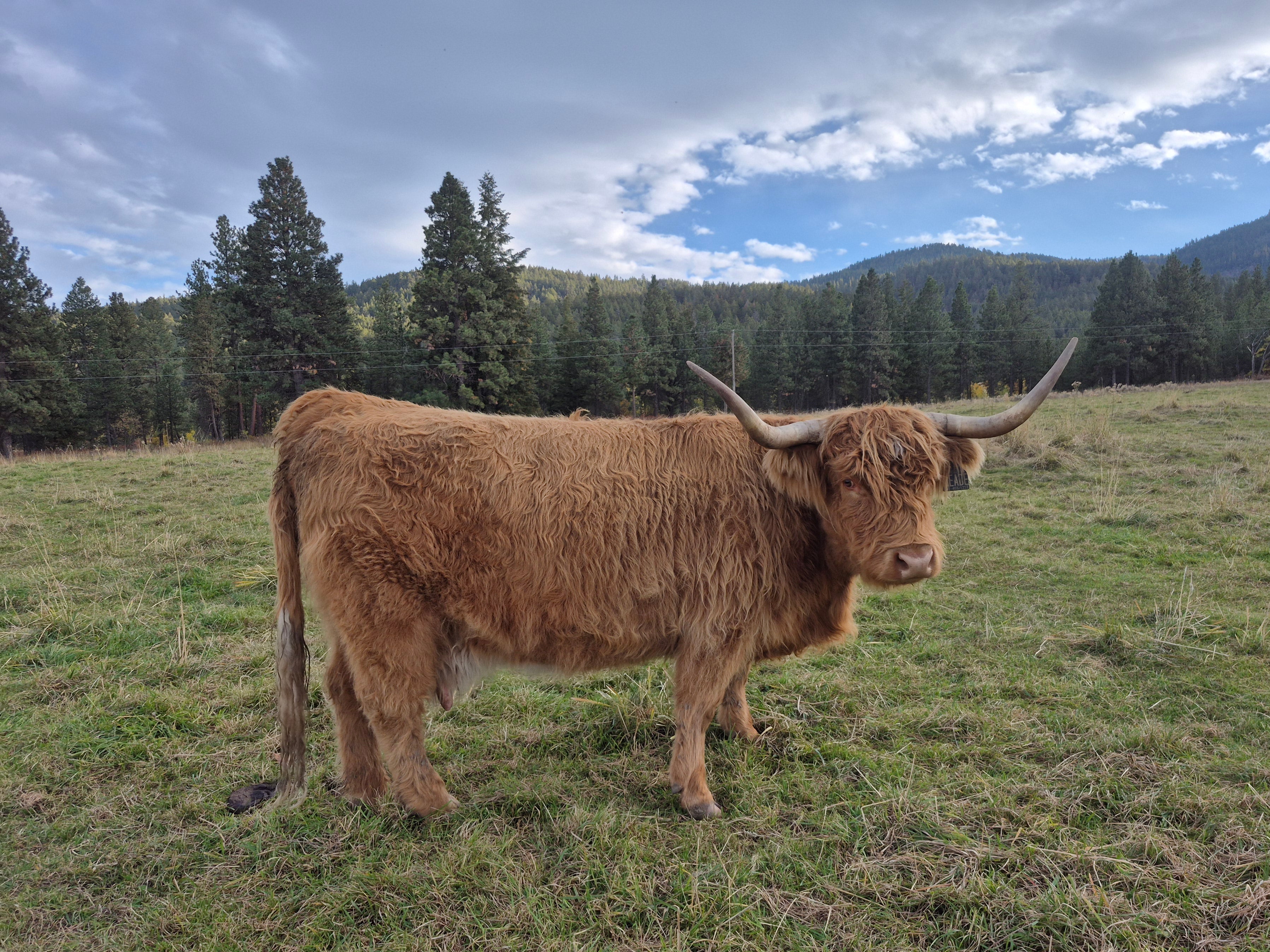 Old Souls Meade (PV, D) – Old Souls Farm & Market