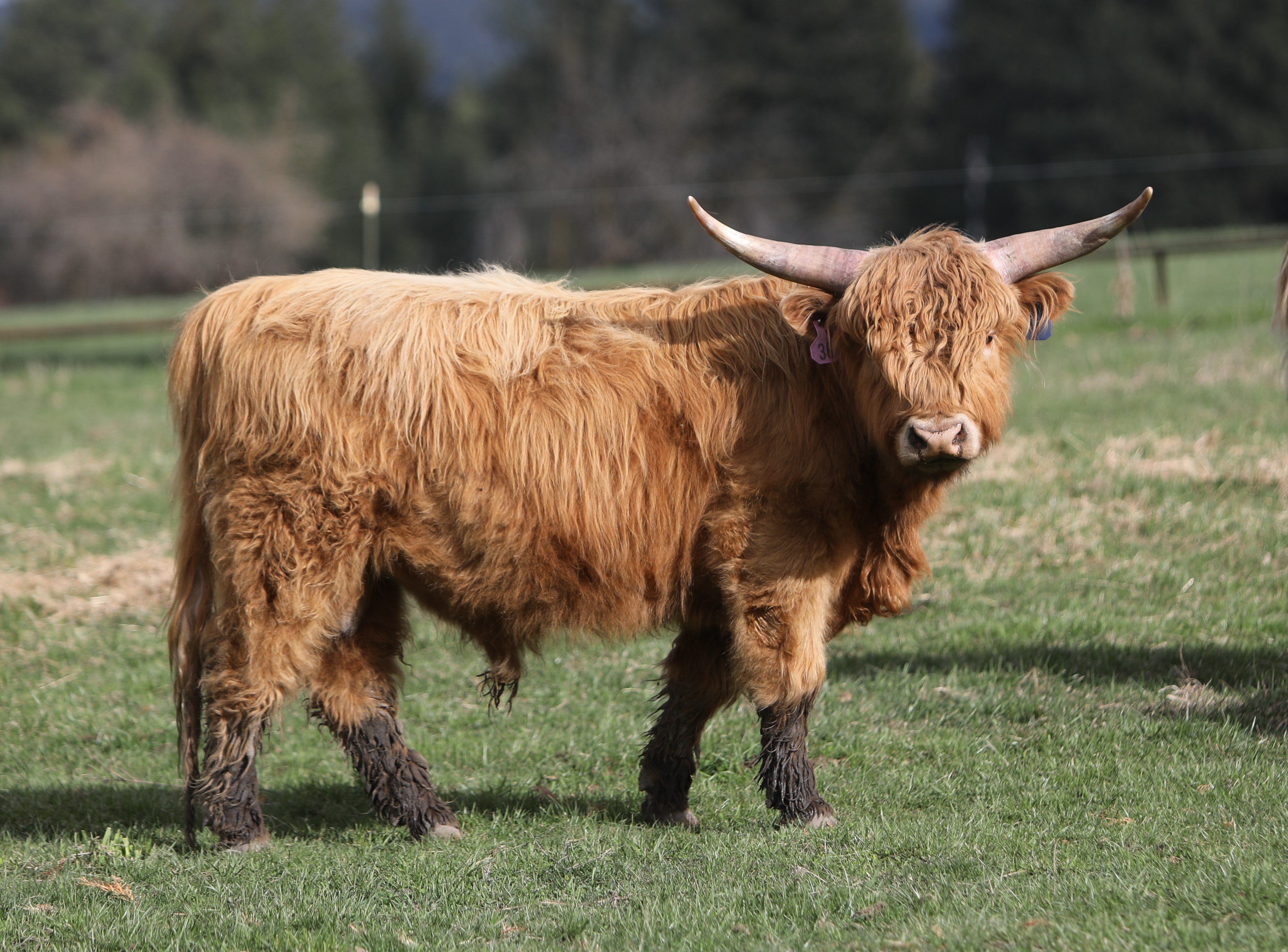 Old Souls Highlands - Lochliel – Old Souls Farm & Market