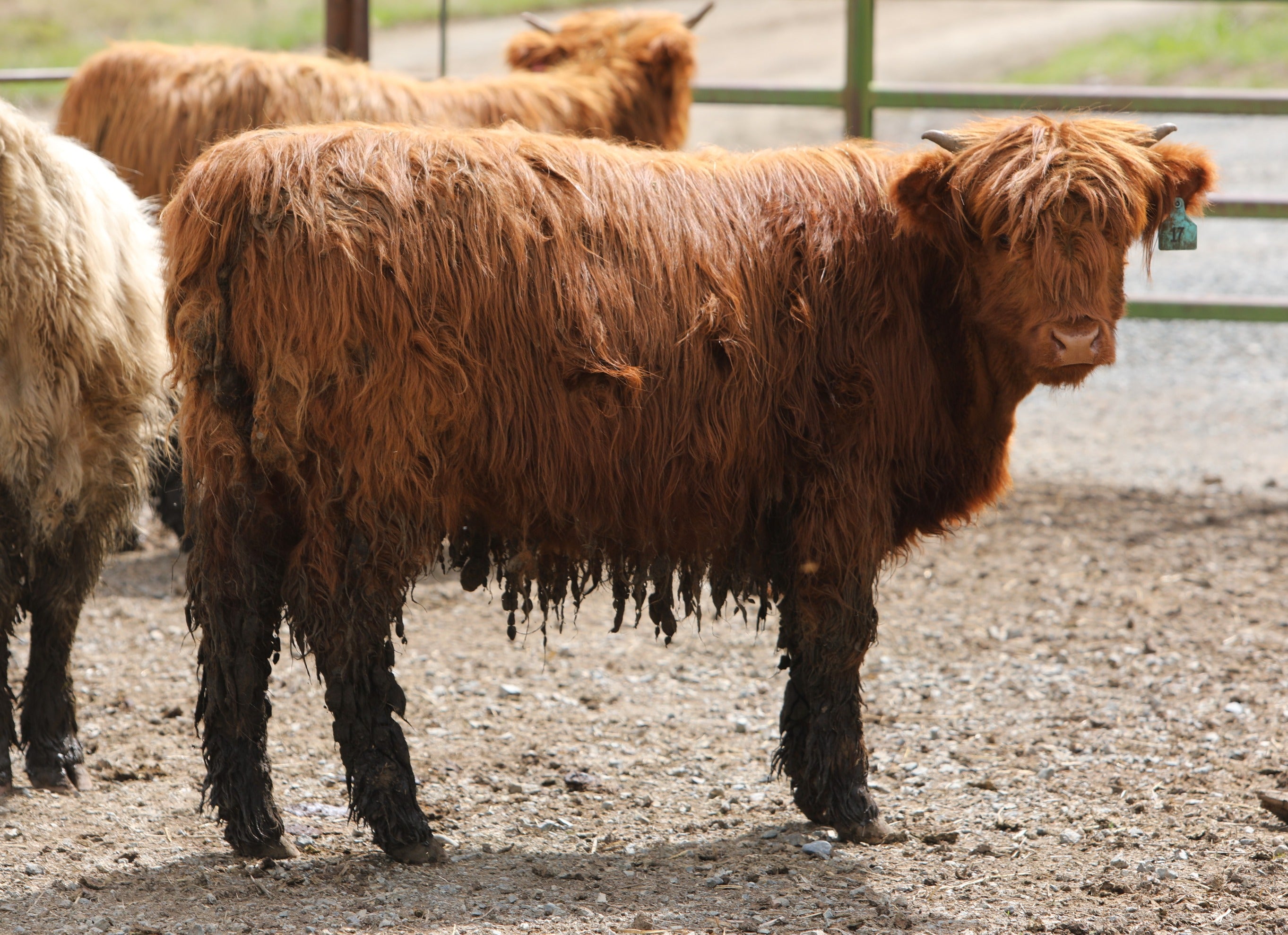 Brona – Old Souls Farm & Market