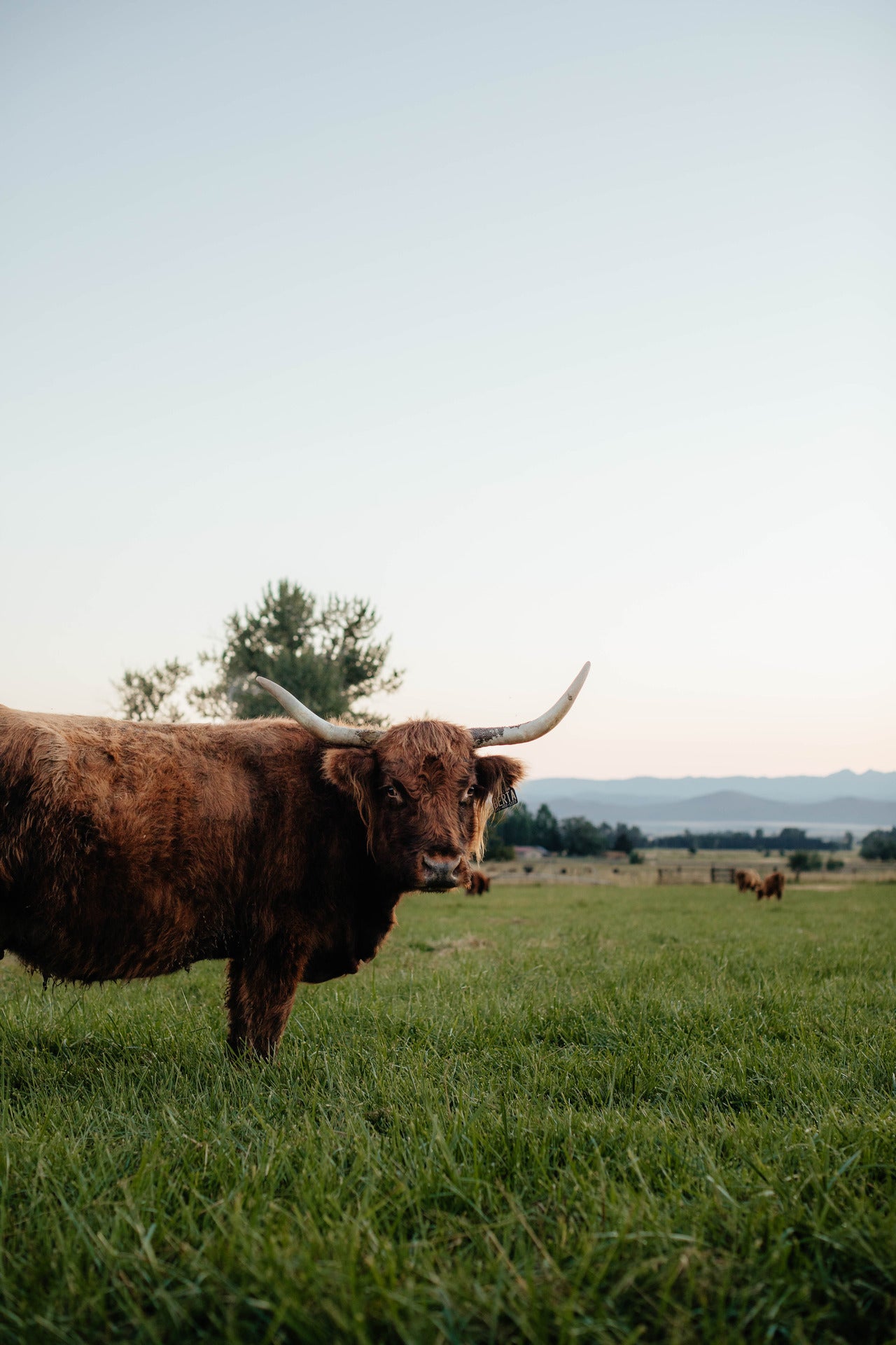 Bertha – Old Souls Farm & Market