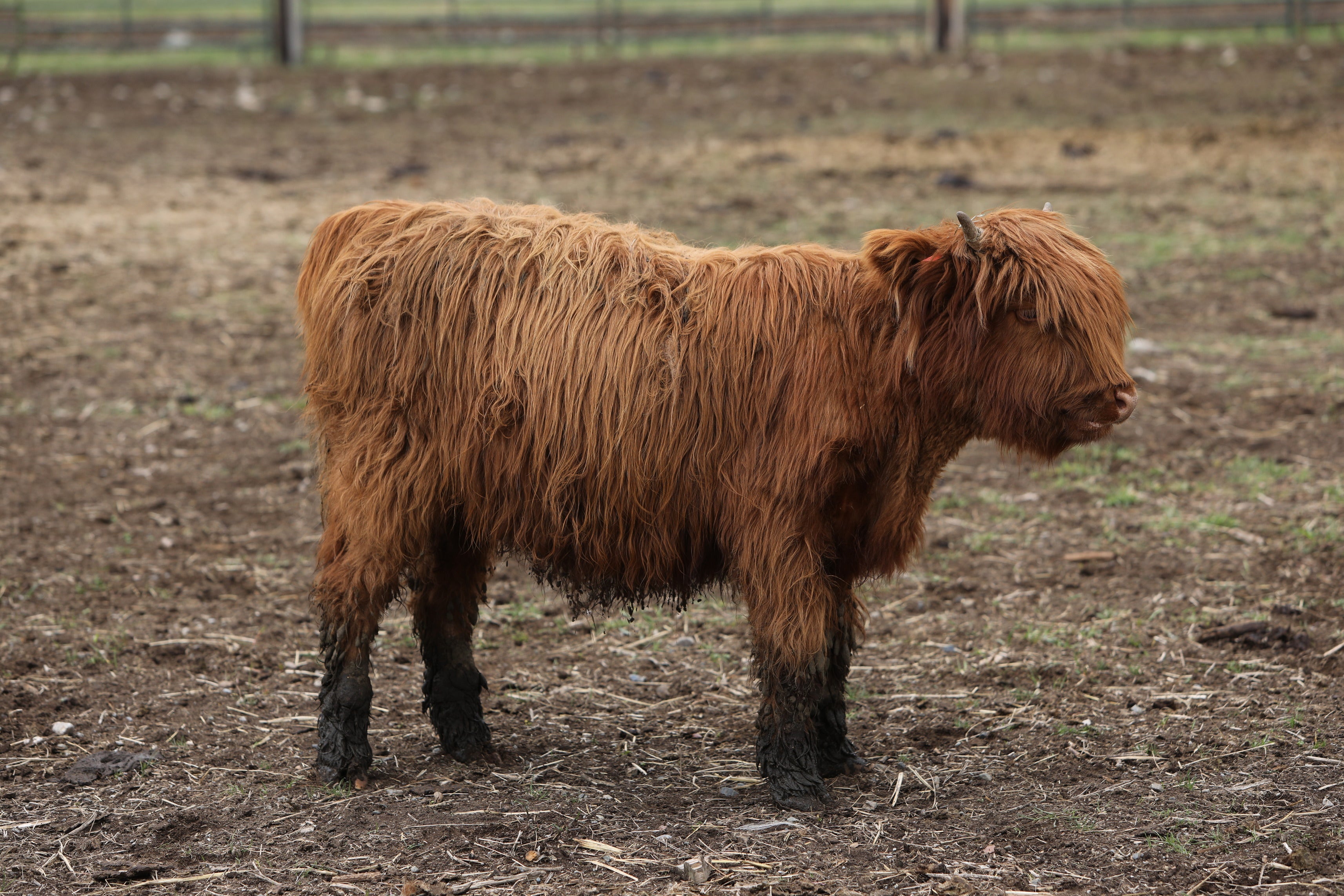 Clive – Old Souls Farm & Market