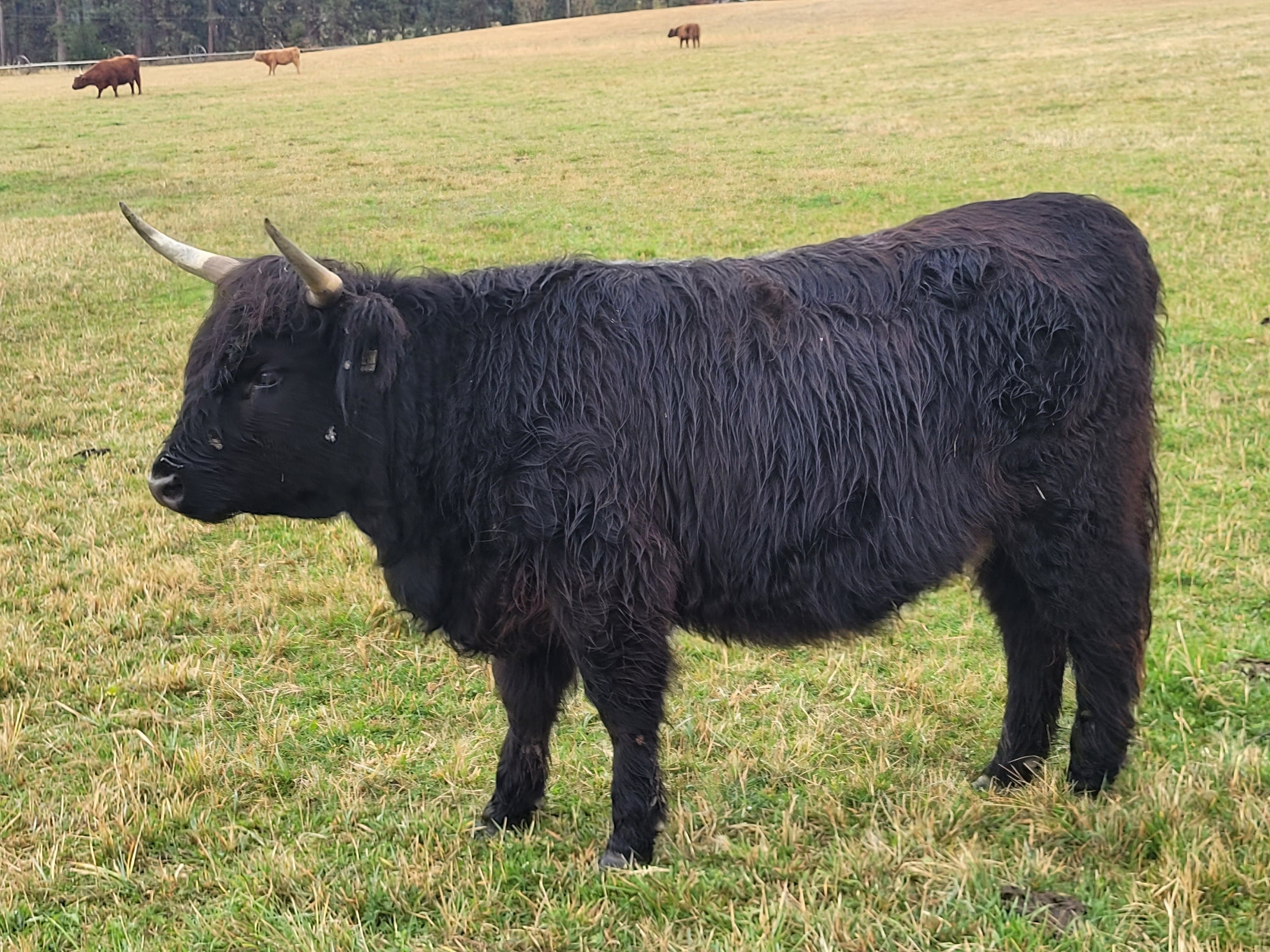 Past Auction Animals – Old Souls Farm & Market