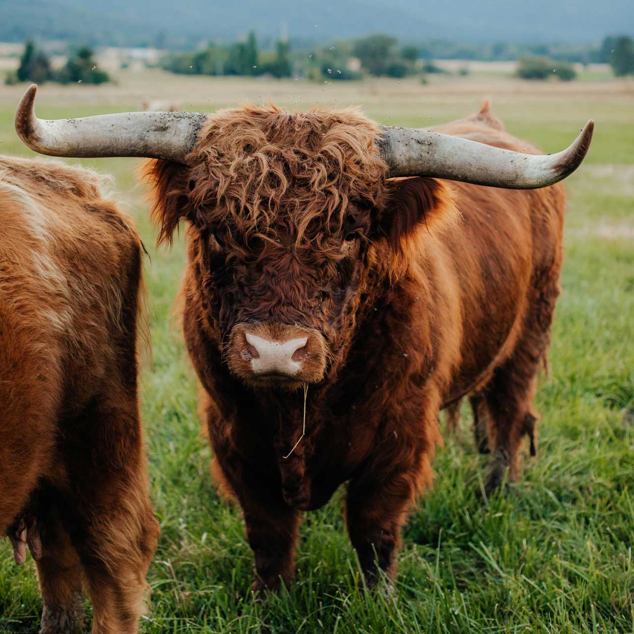 Lochaber – Old Souls Farm & Market