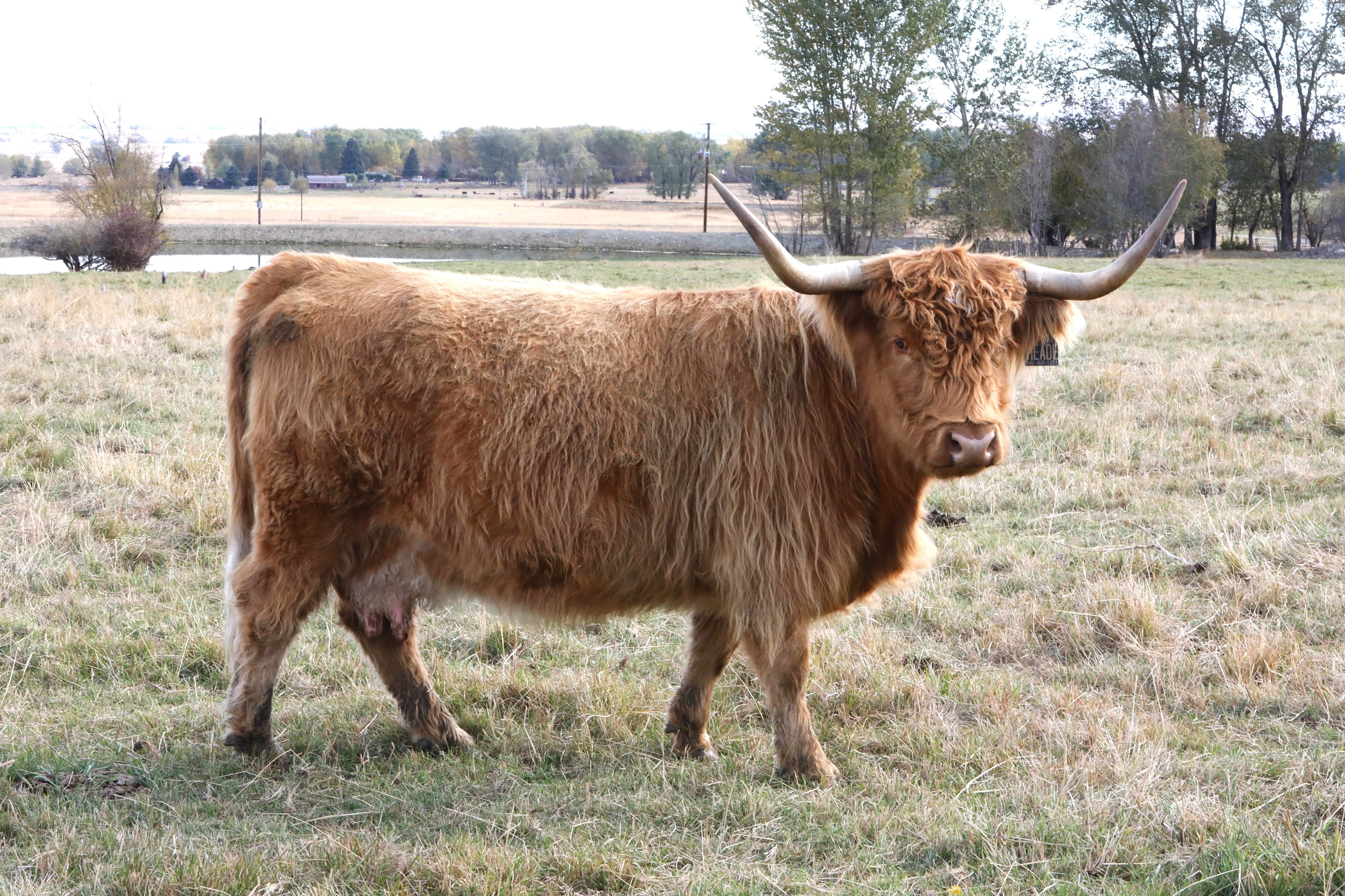 Meade – Old Souls Farm & Market