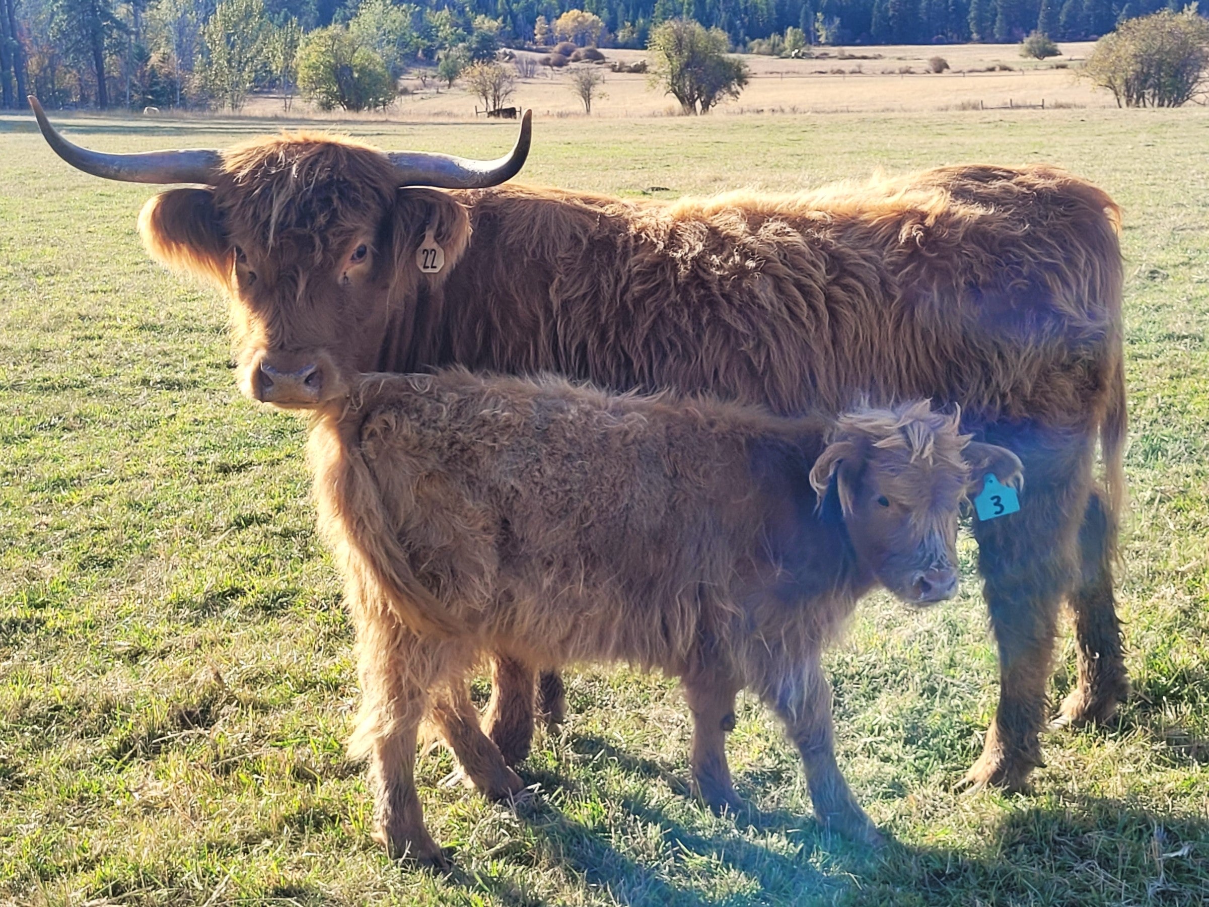 Stagg – Old Souls Farm & Market