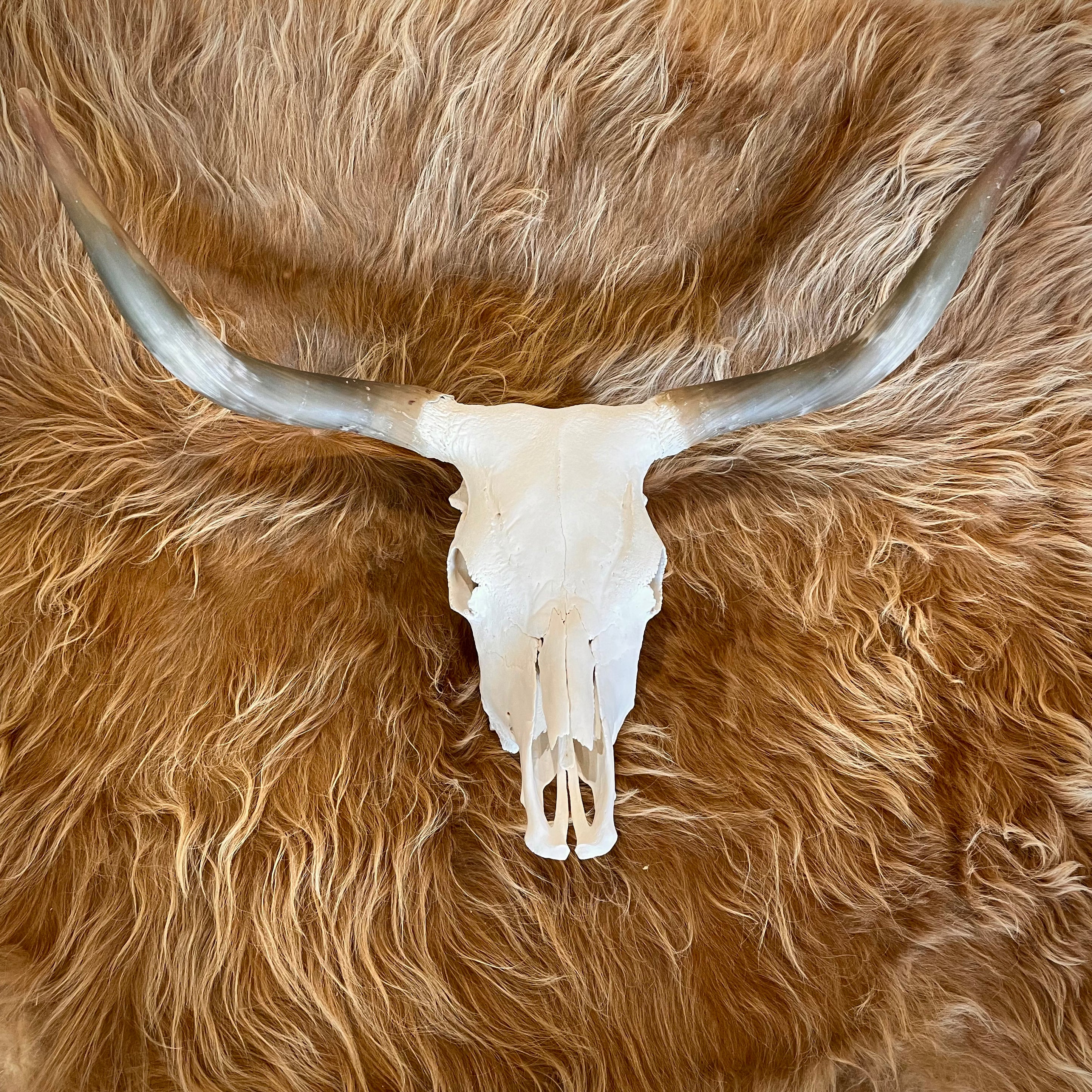 Scottish Highland Skull: Cow - 38" – Old Souls Farm & Market