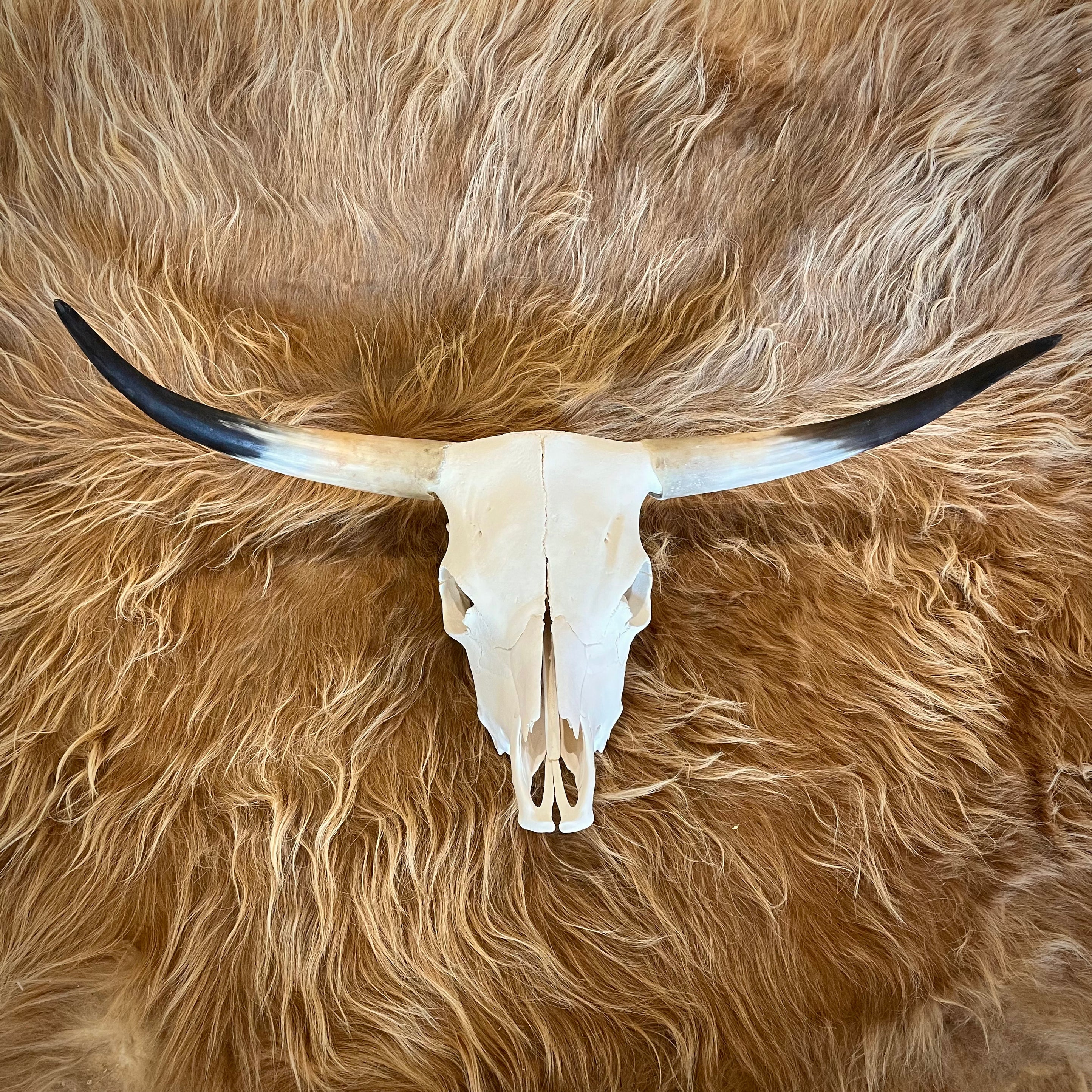 Scottish Highland Skull: Steer - 35" – Old Souls Farm & Market