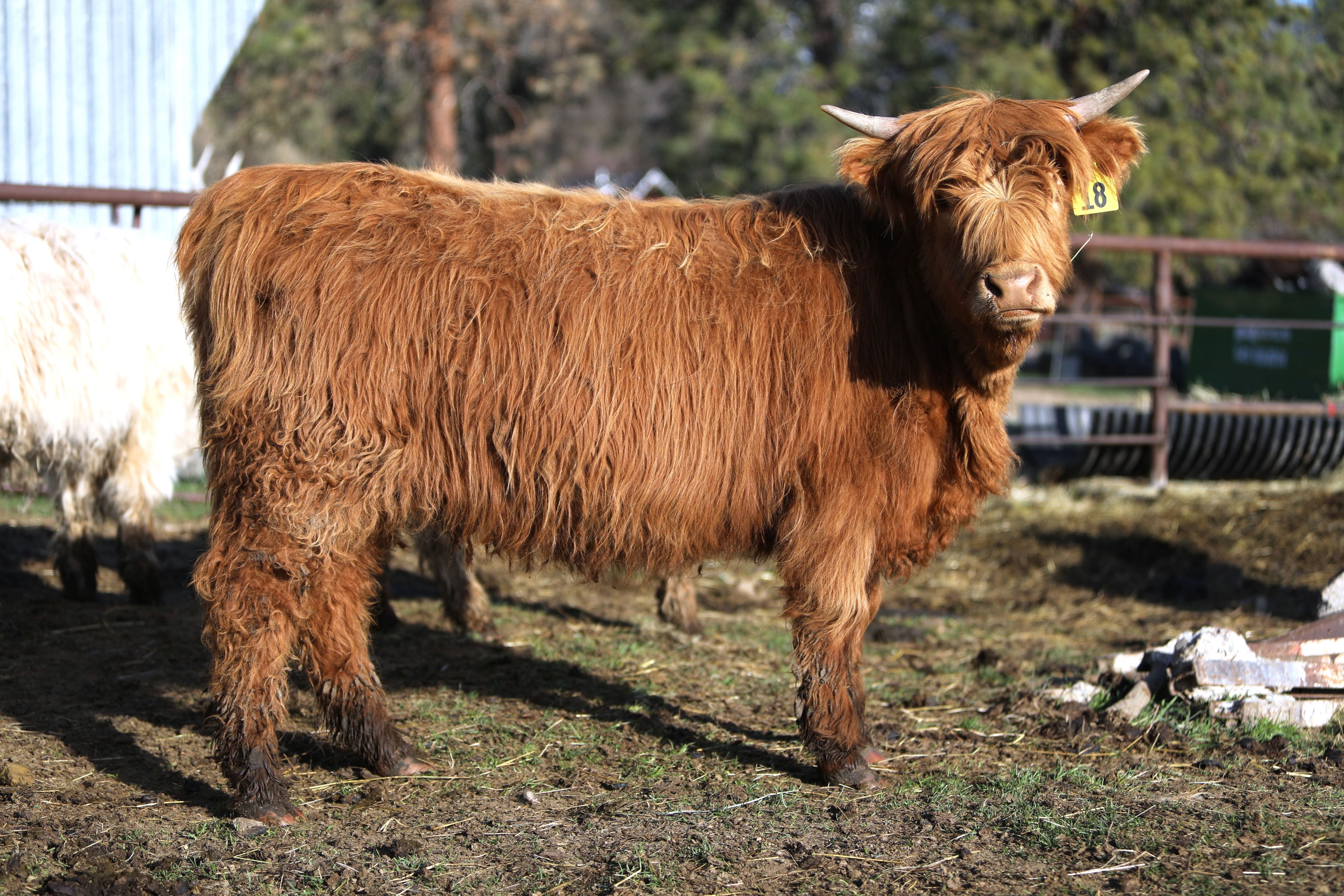 Old Souls Highlands - Iggy – Old Souls Farm & Market