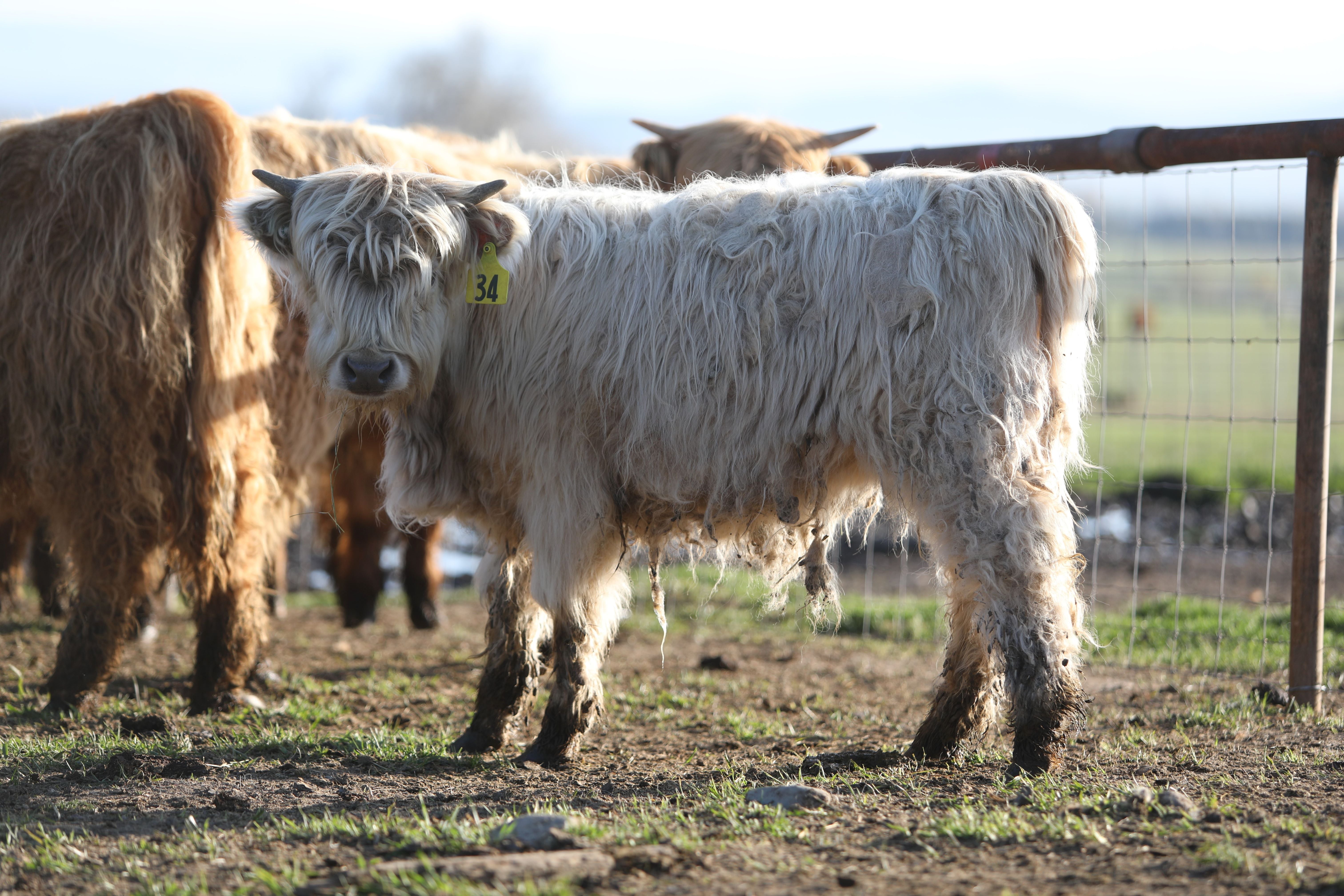 Old Souls Highlands - Vera – Old Souls Farm & Market