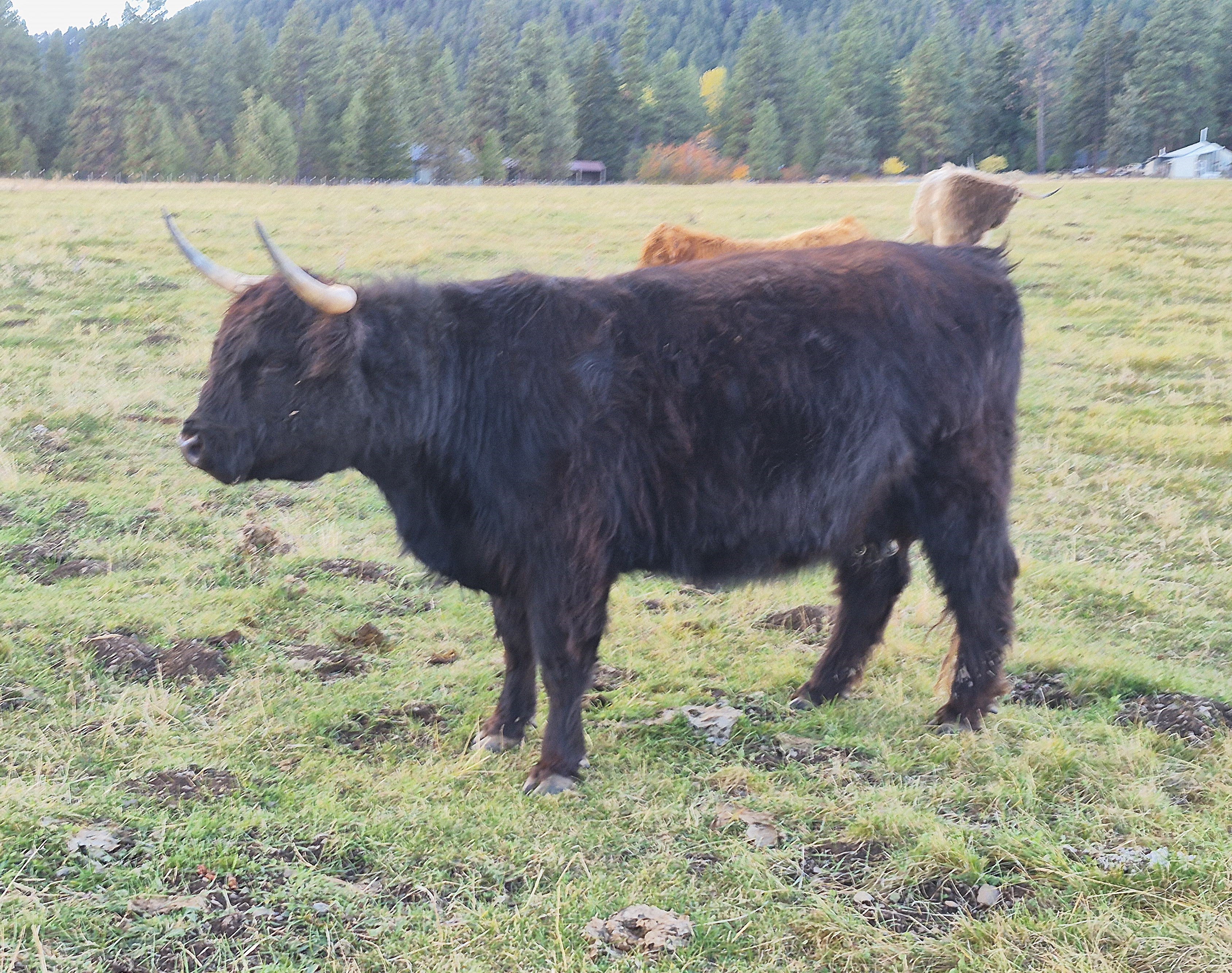 Raven – Old Souls Farm & Market