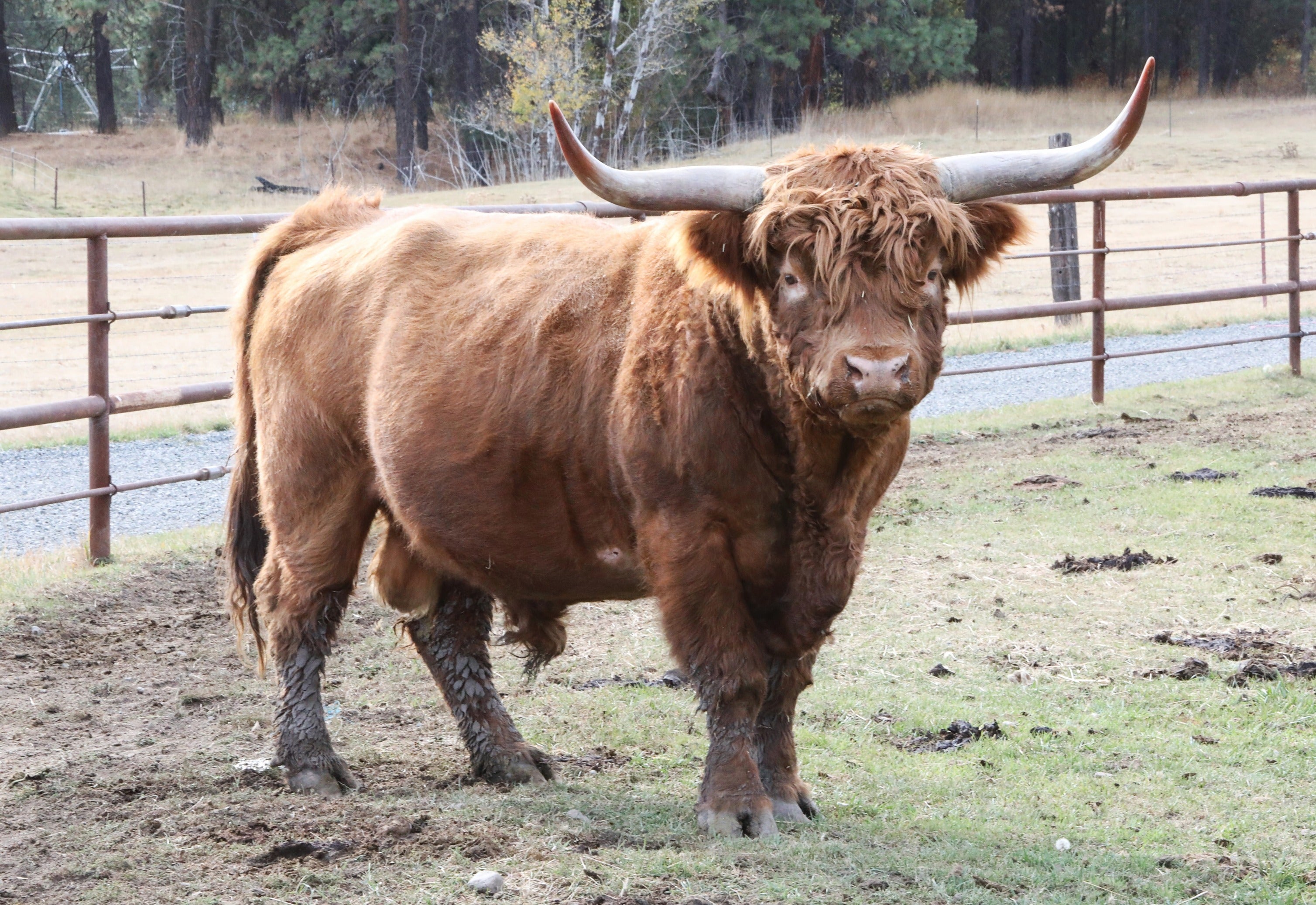 WFF Jordan's Buddy (D) – Old Souls Farm & Market