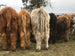 Old Souls Farm & Market – Old Souls Farm & Market